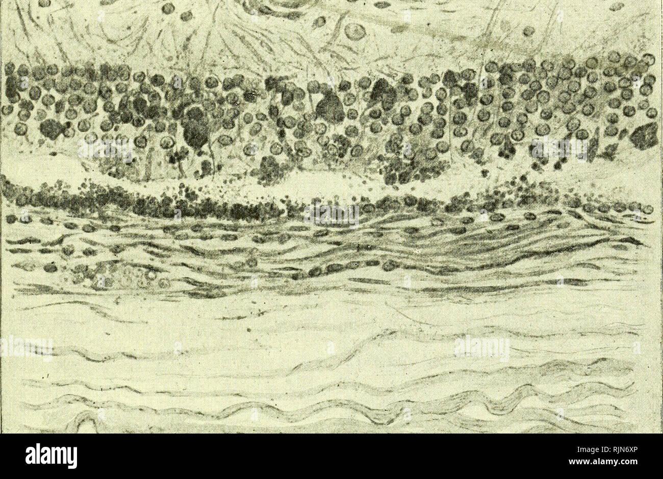 . Pathology and bacteriology [electronic resource]. Ophthalmology; Eye ...