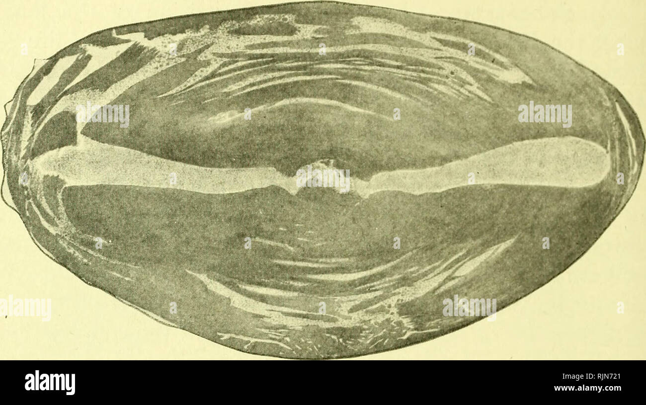 . Pathology and bacteriology [electronic resource]. Ophthalmology; Eye ...