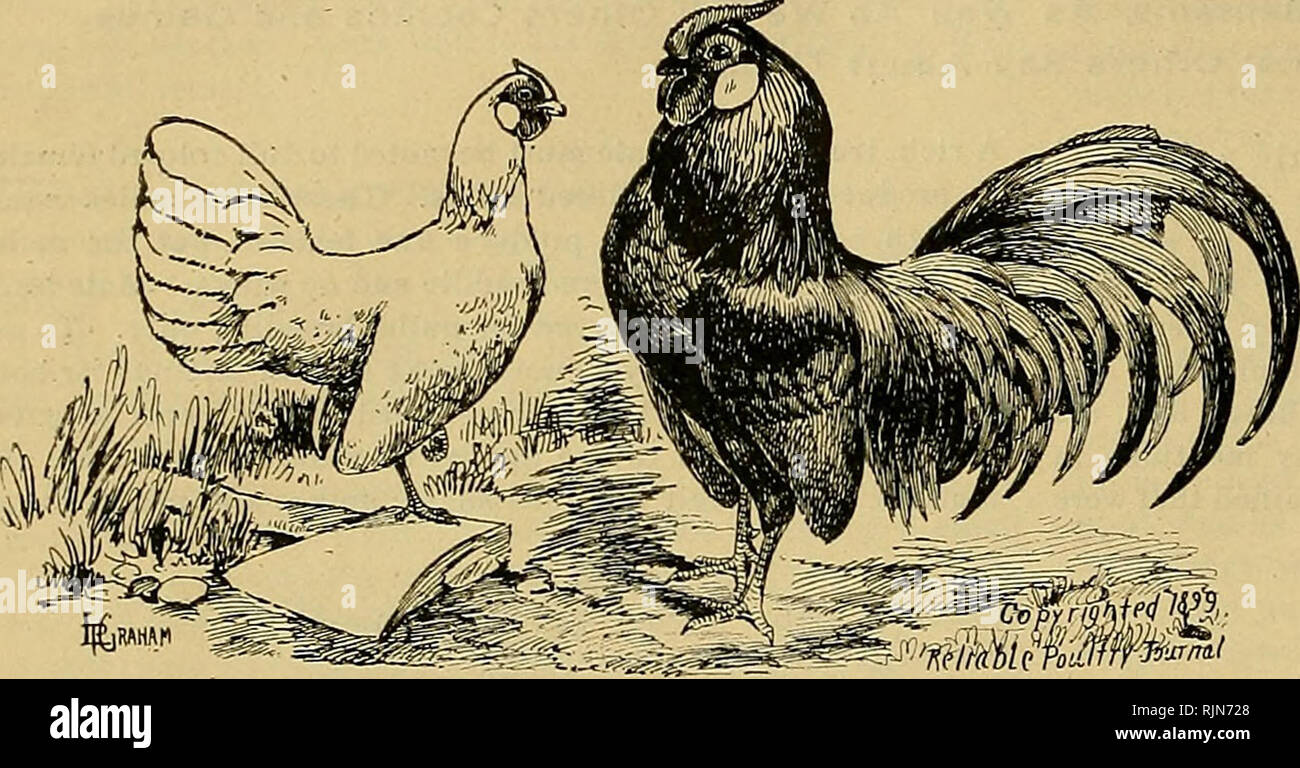 . The bantam fowl; a description of all standard breeds and varieties ...