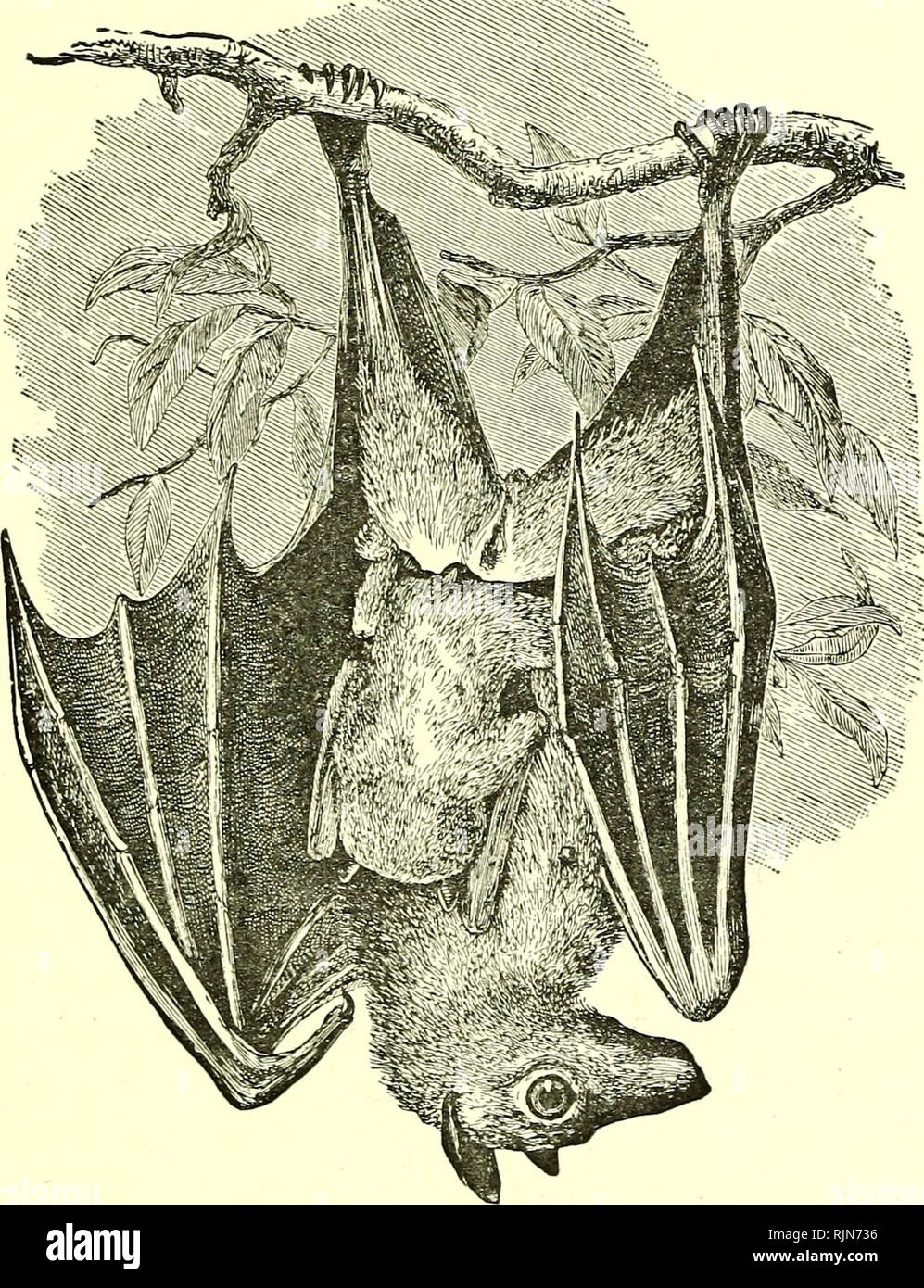 Bat stretches across hi-res stock photography and images - Alamy