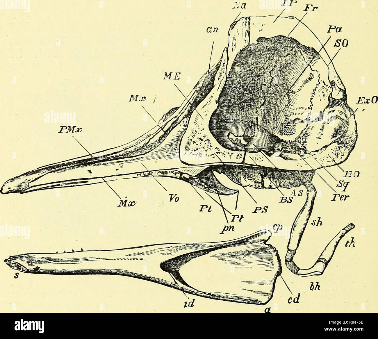 Internal nares hi-res stock photography and images - Alamy