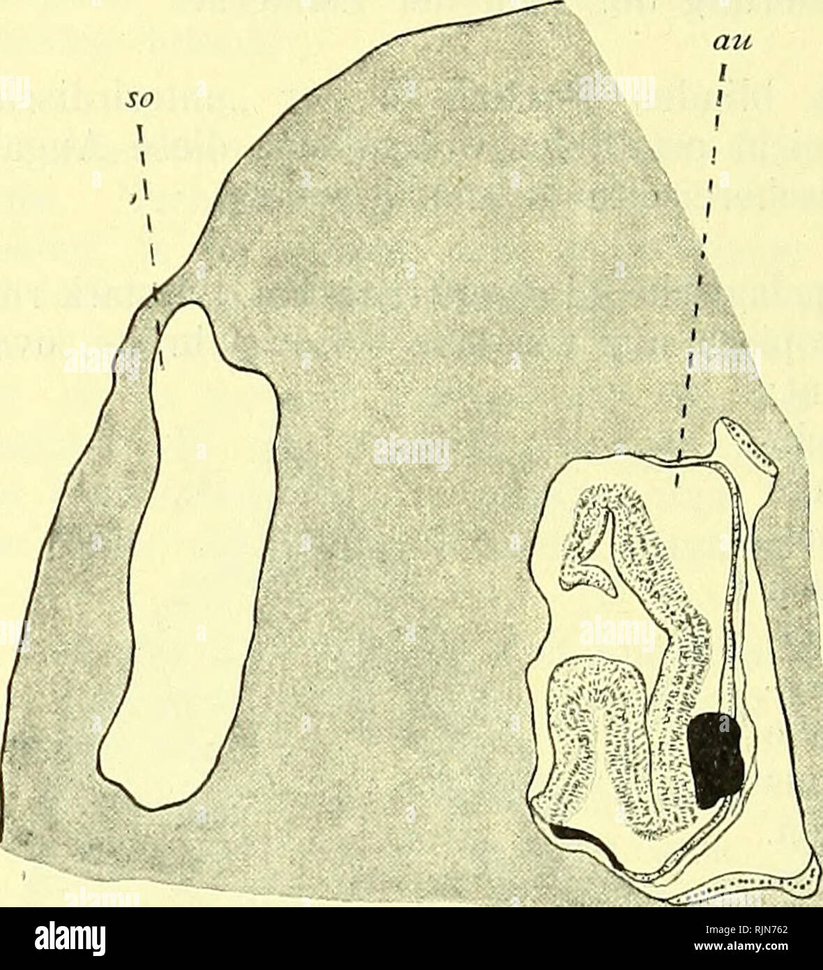 . Lehrbuch der Vergleichenden Mikroskopischen Anatomie der Wirbeltiere ...