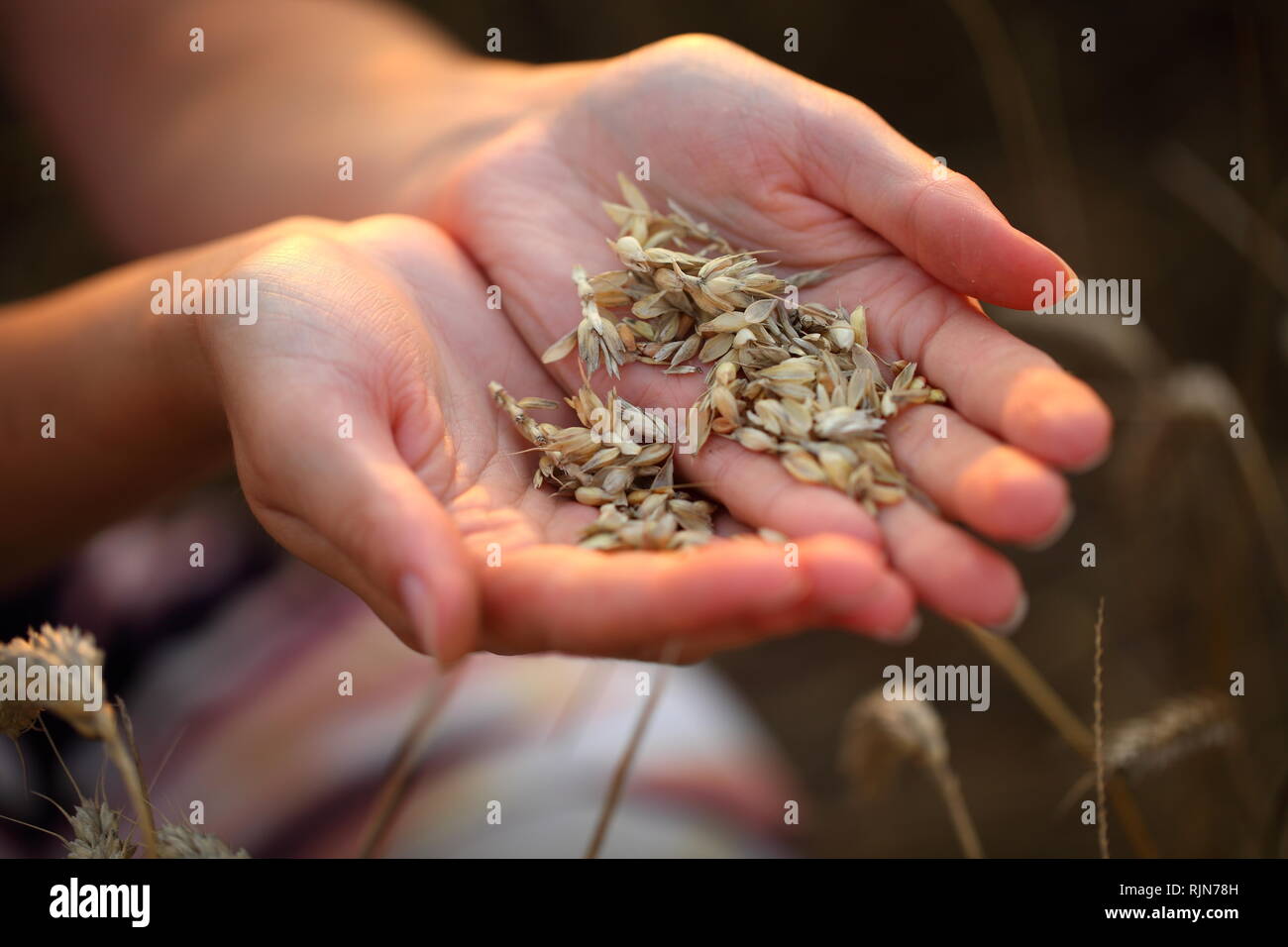 Human hand holding wheat grains hi-res stock photography and images - Alamy