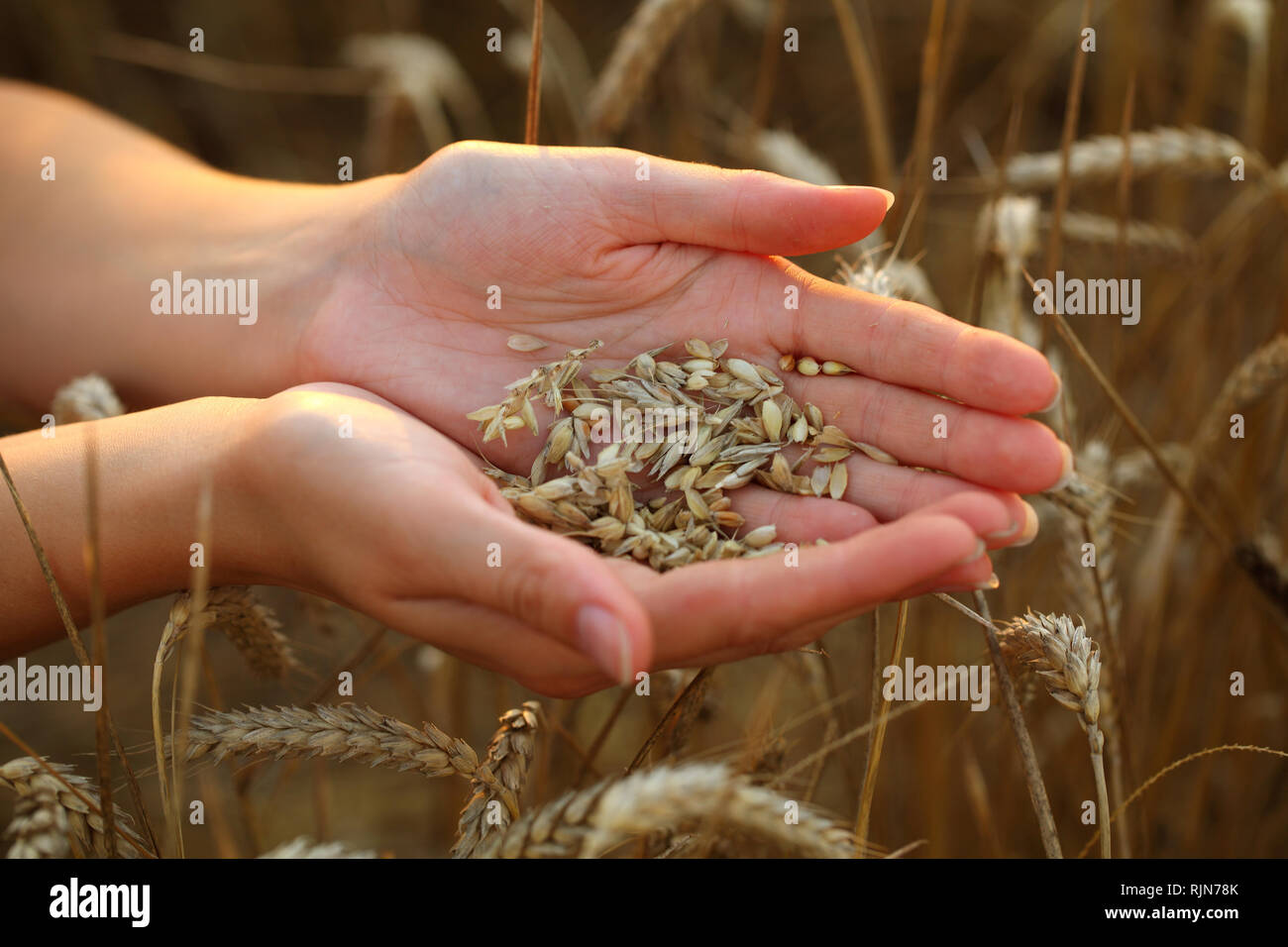 Human hand holding wheat grains hi-res stock photography and images - Alamy