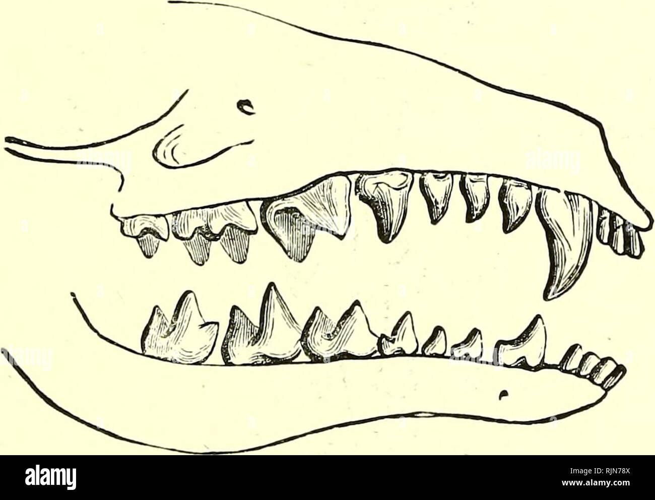 . Elementary text-book of zoology [electronic resource]. Zoology ...