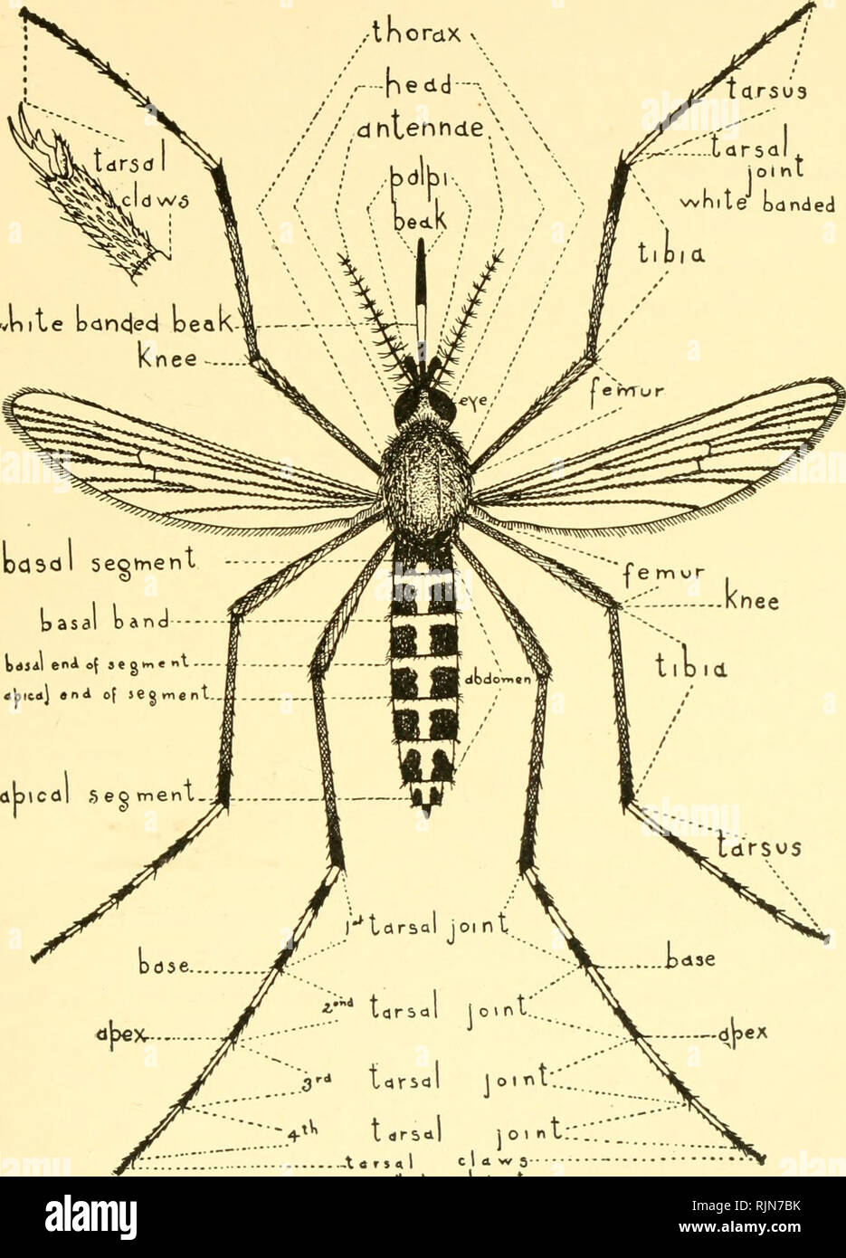 Mosquito Diagram Body Parts