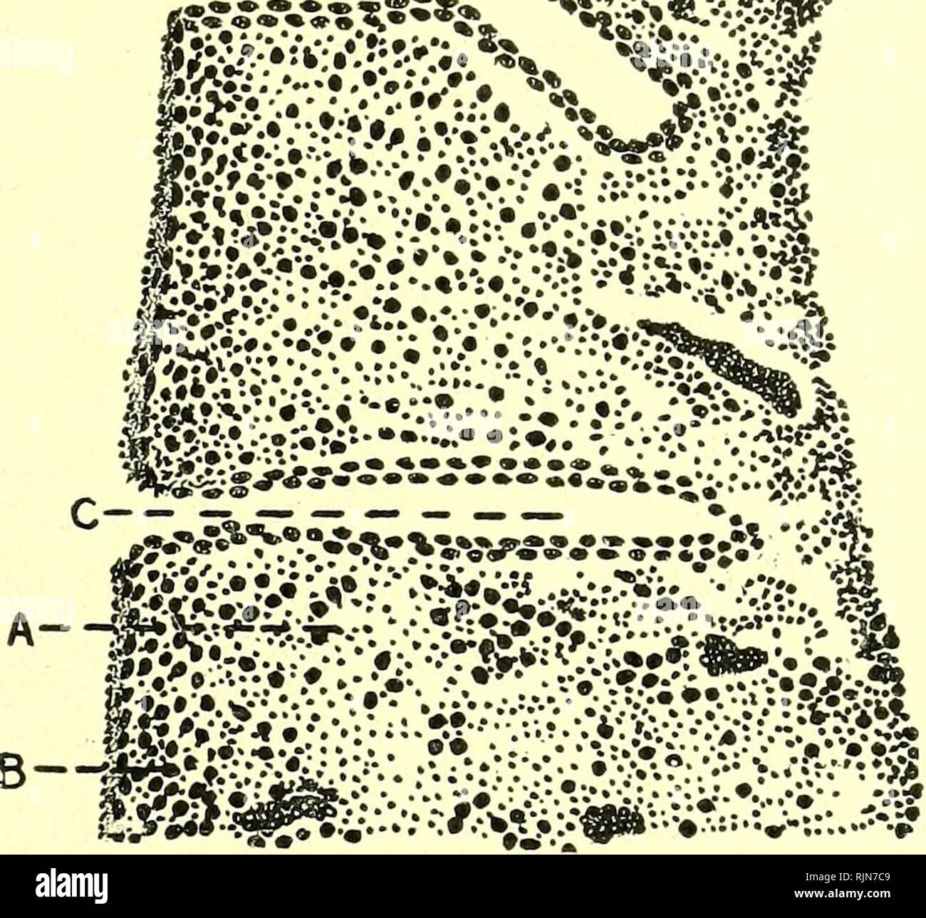 . Pathology and bacteriology [electronic resource]. Ophthalmology; Eye ...