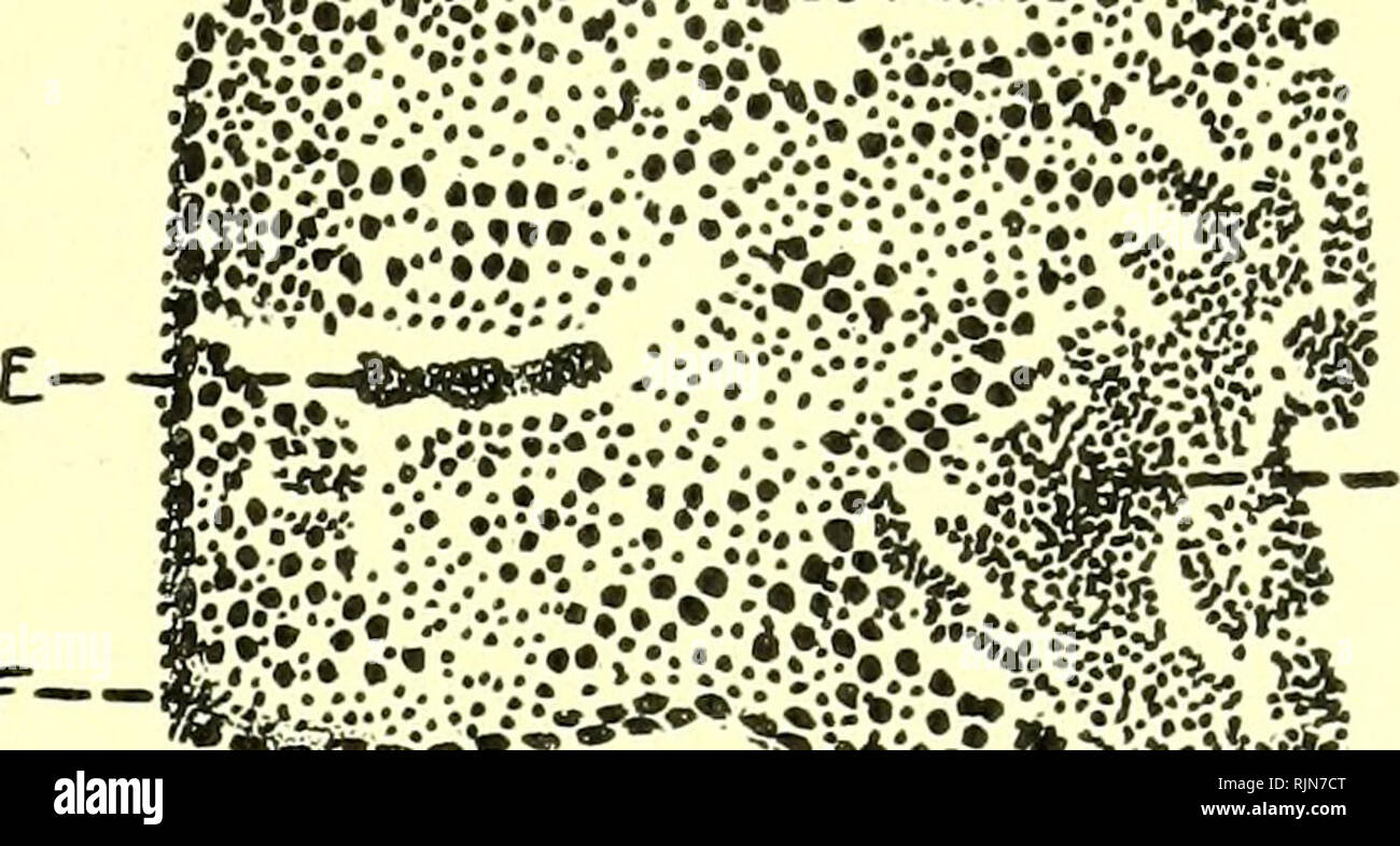 . Pathology and bacteriology [electronic resource]. Ophthalmology; Eye ...