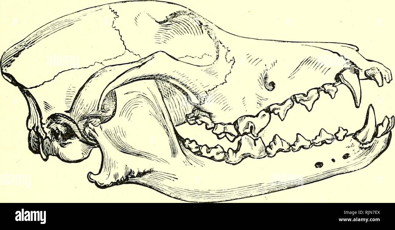 . Elementary text-book of zoology [electronic resource]. Zoology ...