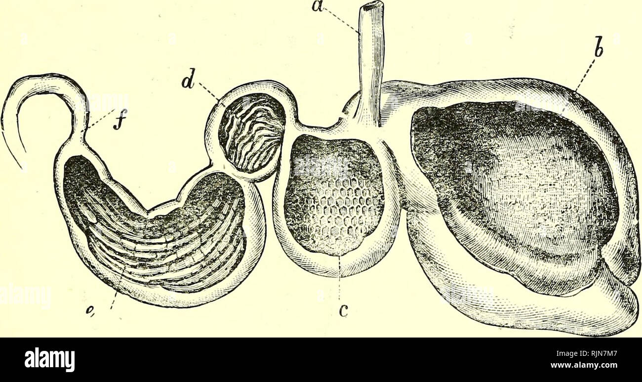 Masticates hi-res stock photography and images - Alamy