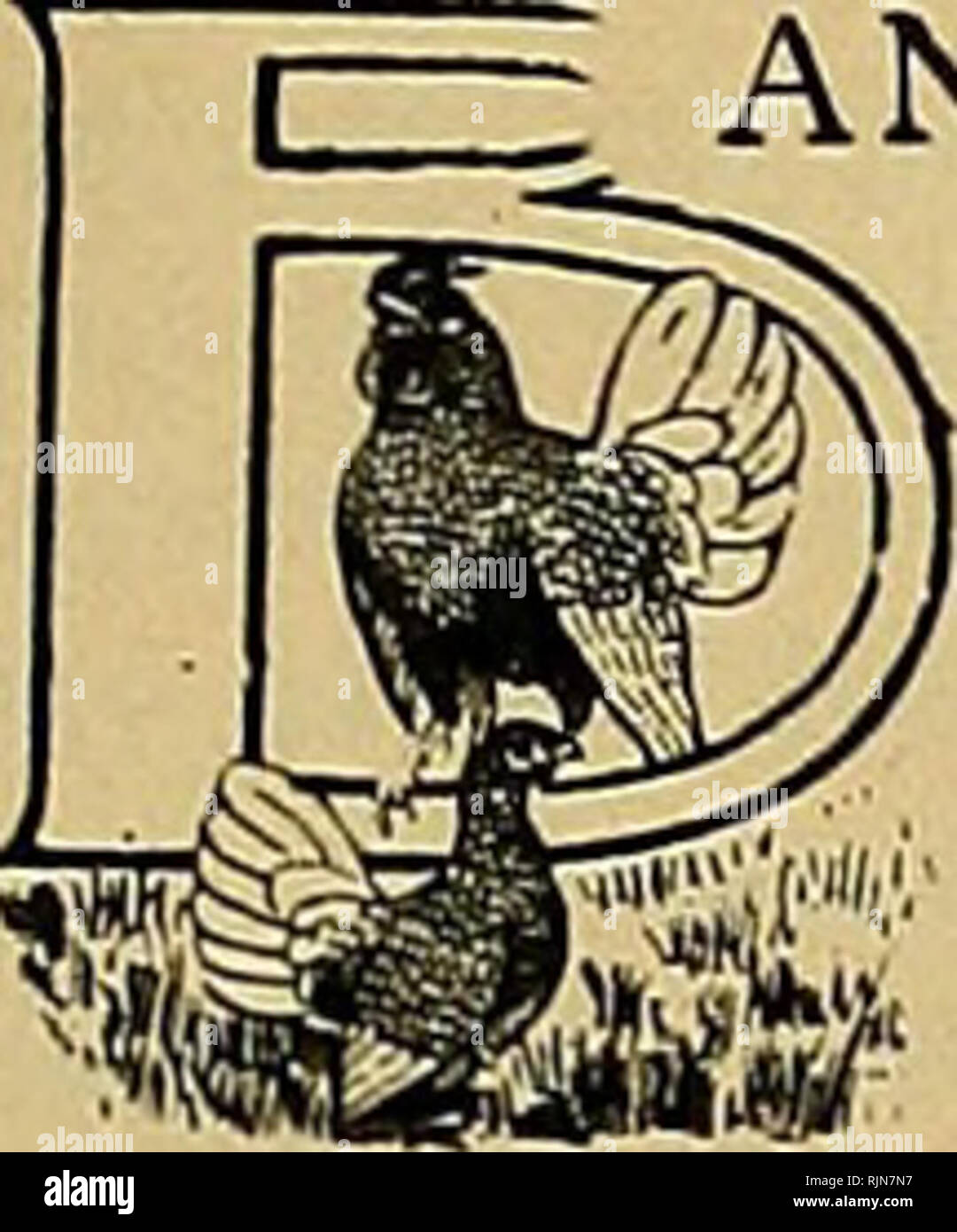 Bantam standard hi-res stock photography and images - Alamy