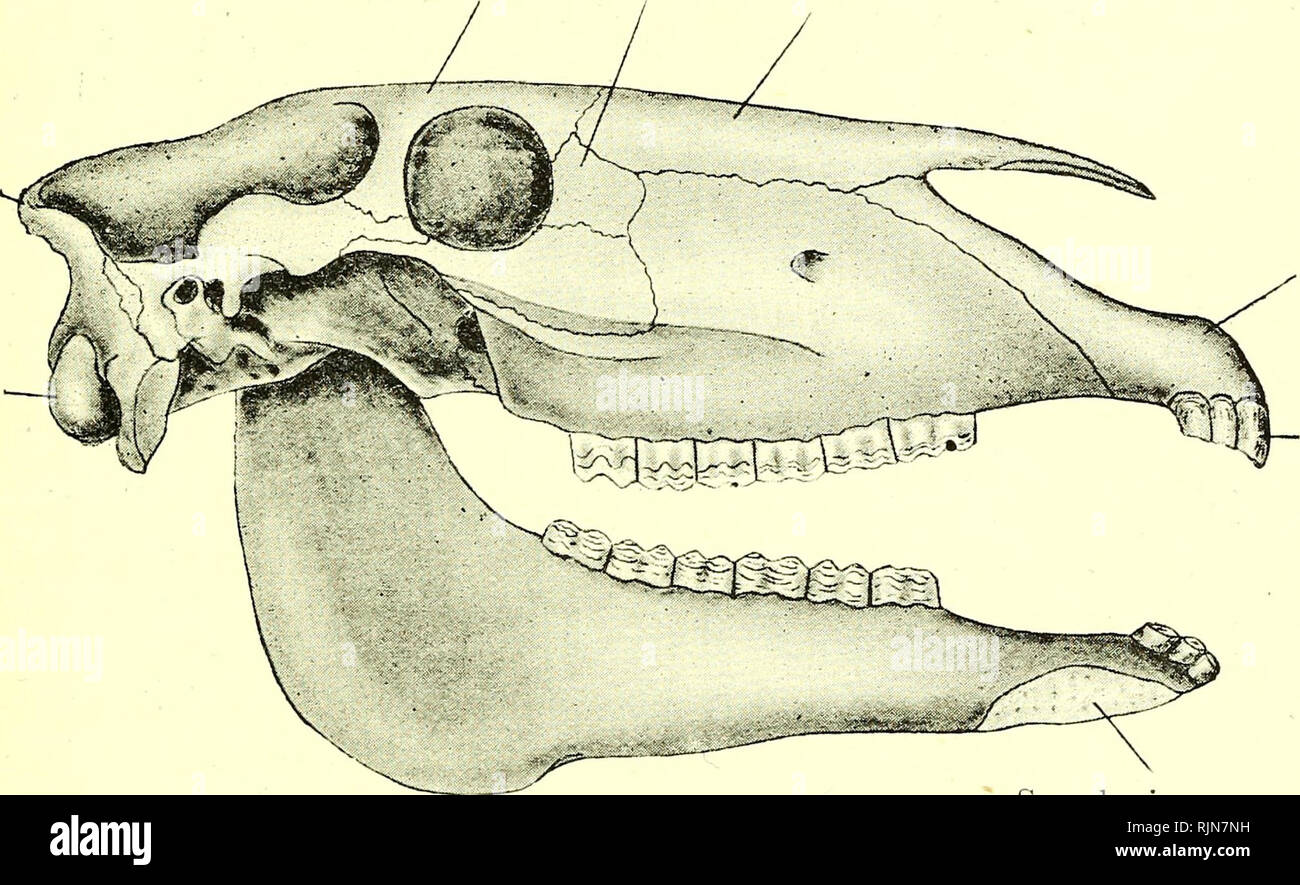 Ox lips hi-res stock photography and images - Alamy