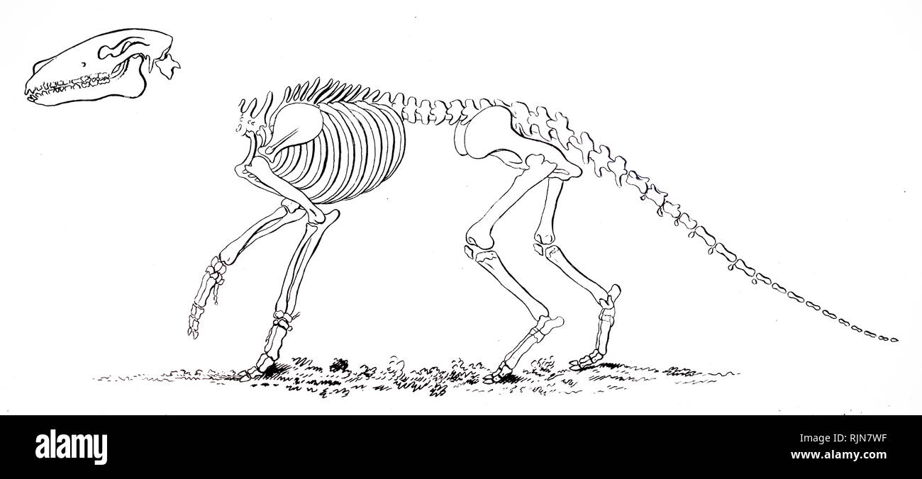 Anoplotherium hi-res stock photography and images - Alamy