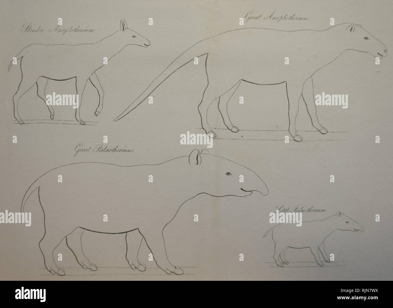 An engraving depicting the outline of reconstructed varieties of ...