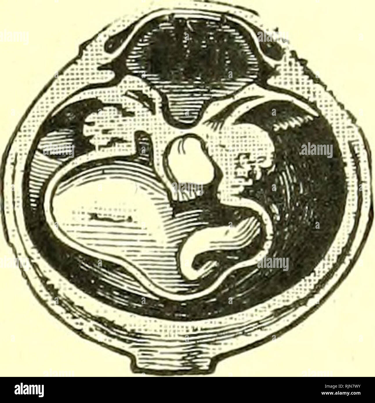 . Pathology and bacteriology [electronic resource]. Ophthalmology; Eye ...