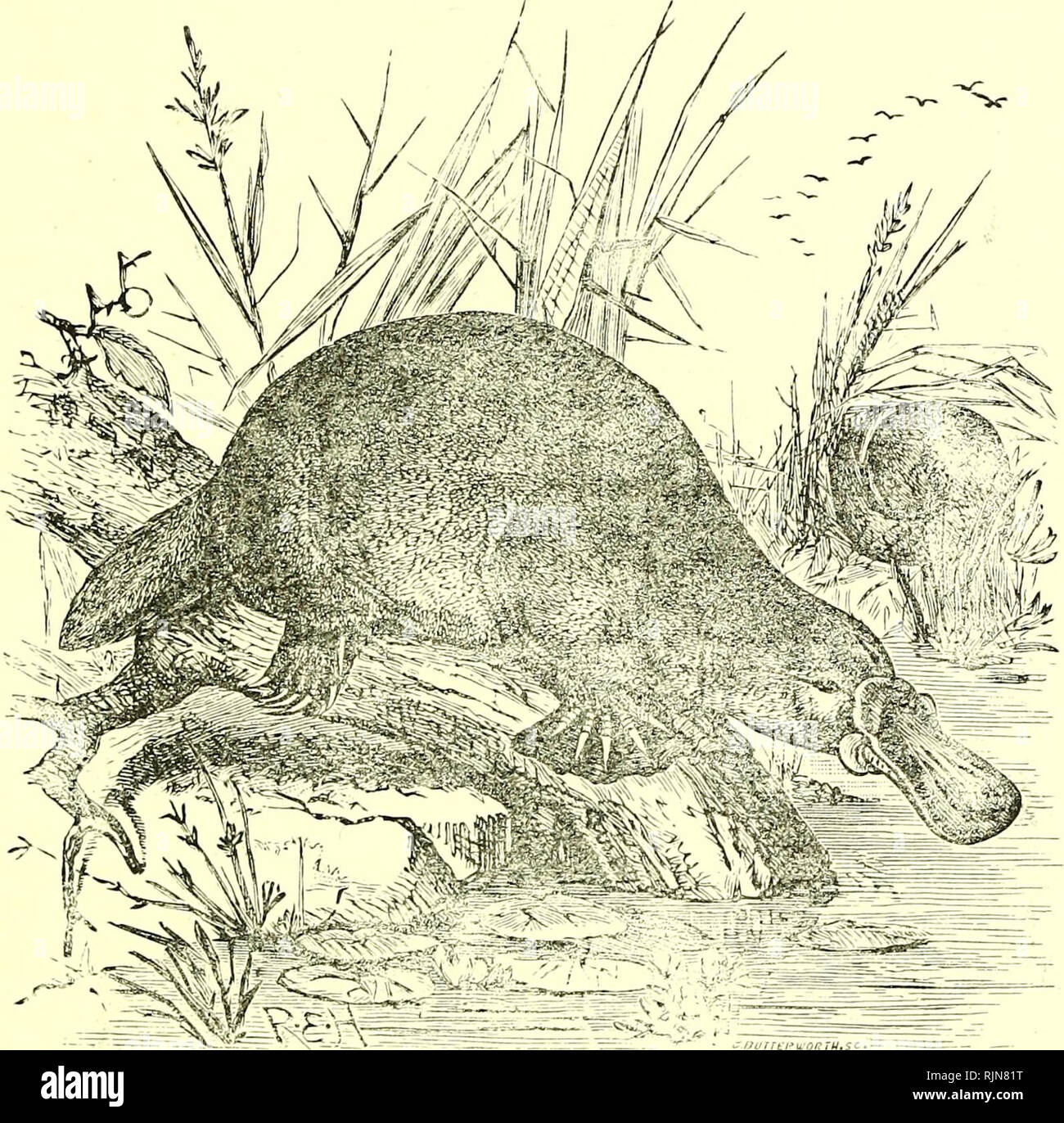 Prototheria hi-res stock photography and images - Alamy