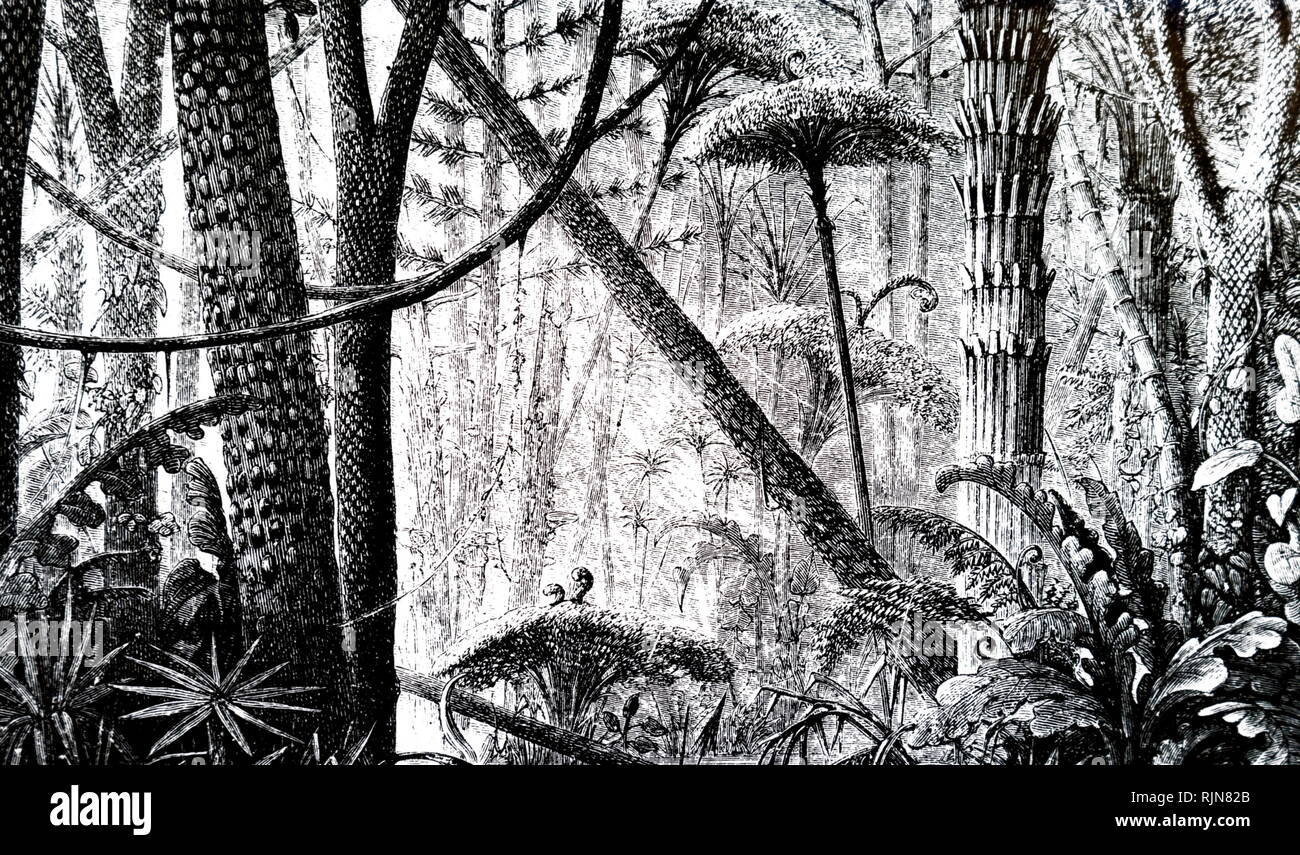 Carboniferous forest illustration hi-res stock photography and images ...
