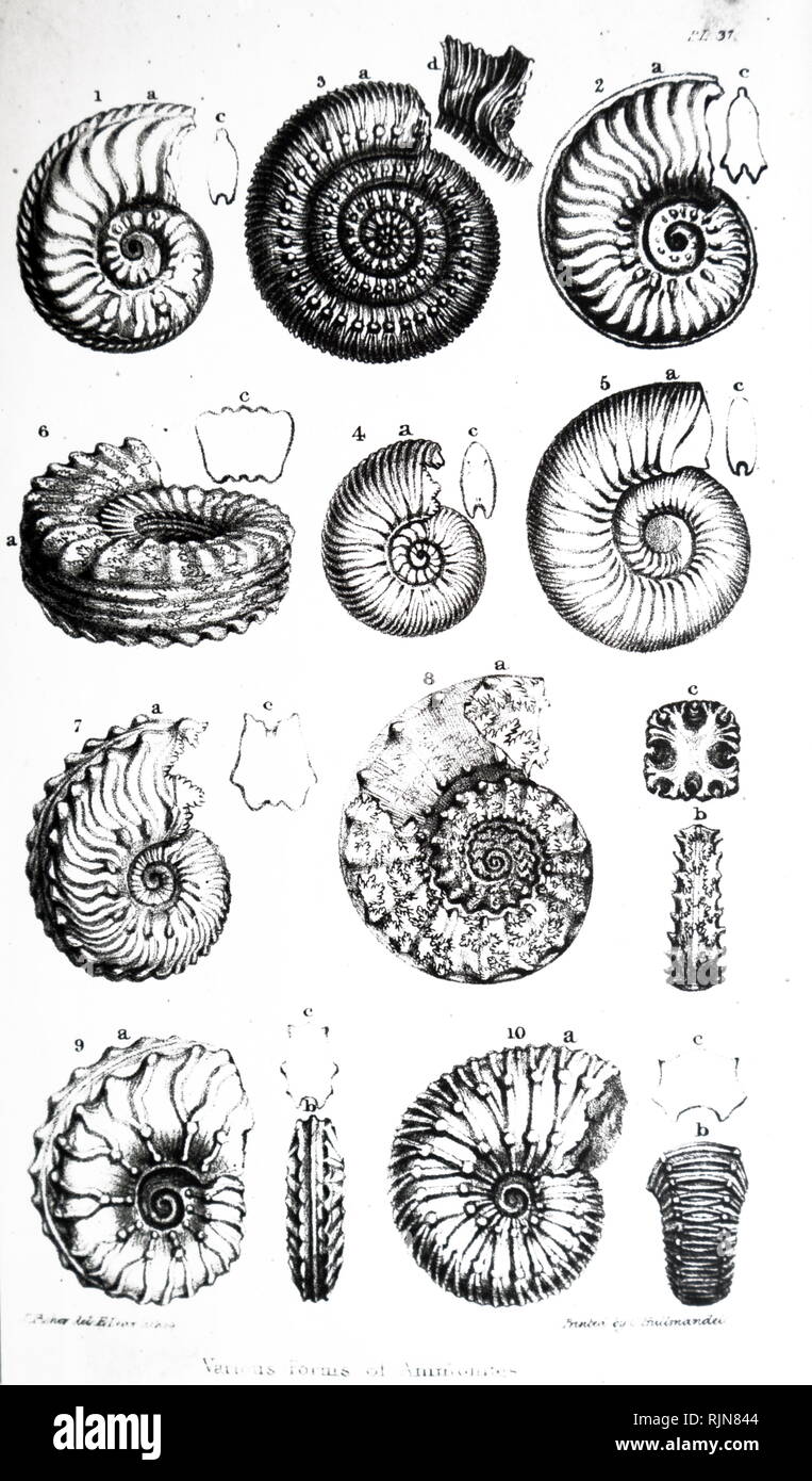 An engraving depicting a collection of various Ammonites, an extinct ...