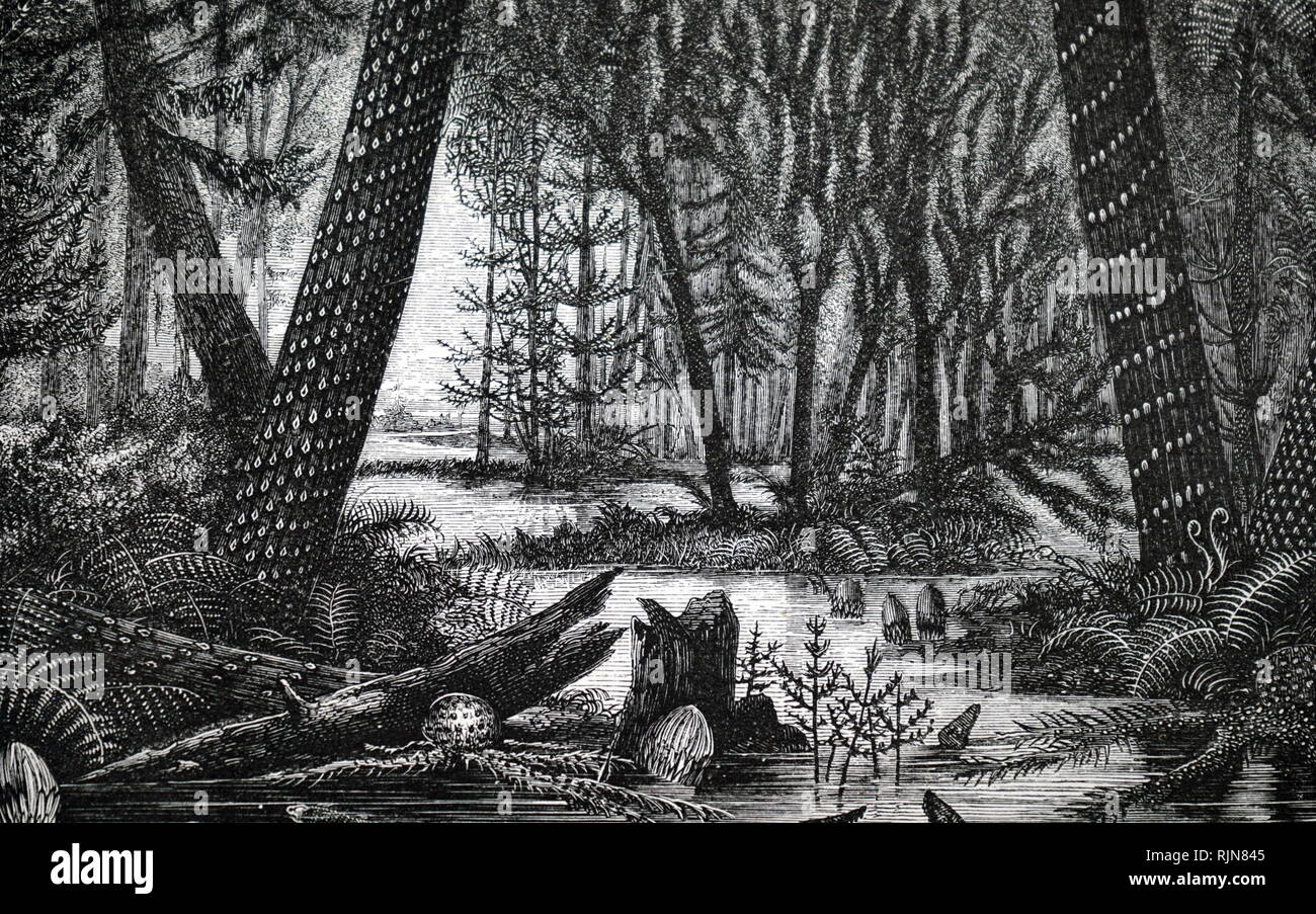An engraving depicting the reconstruction of a Carboniferous forest ...