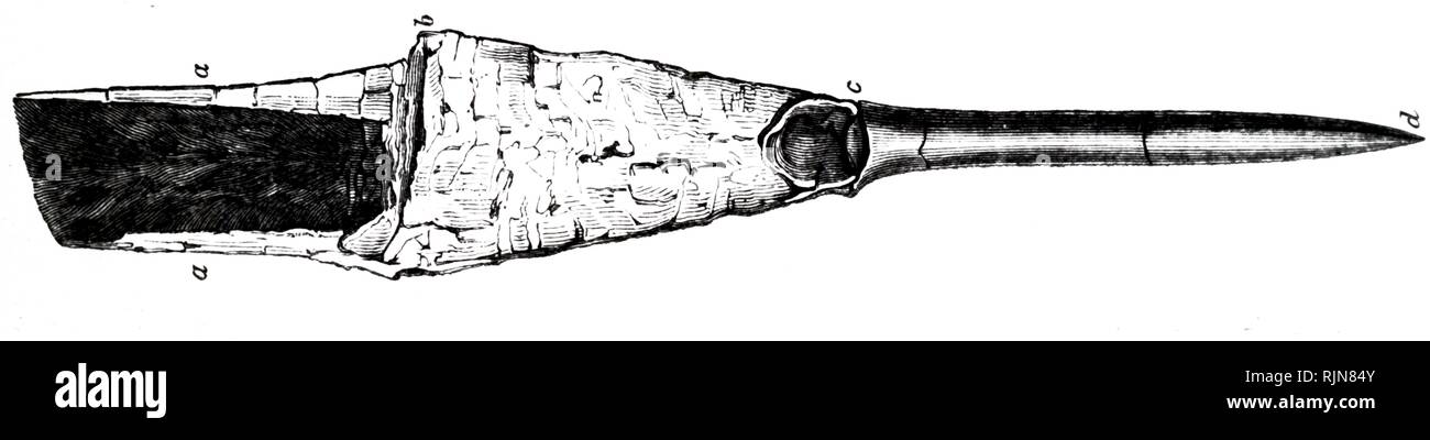 An engraving depicting a Belemnitida excavated by Gideon Mantell in the ...