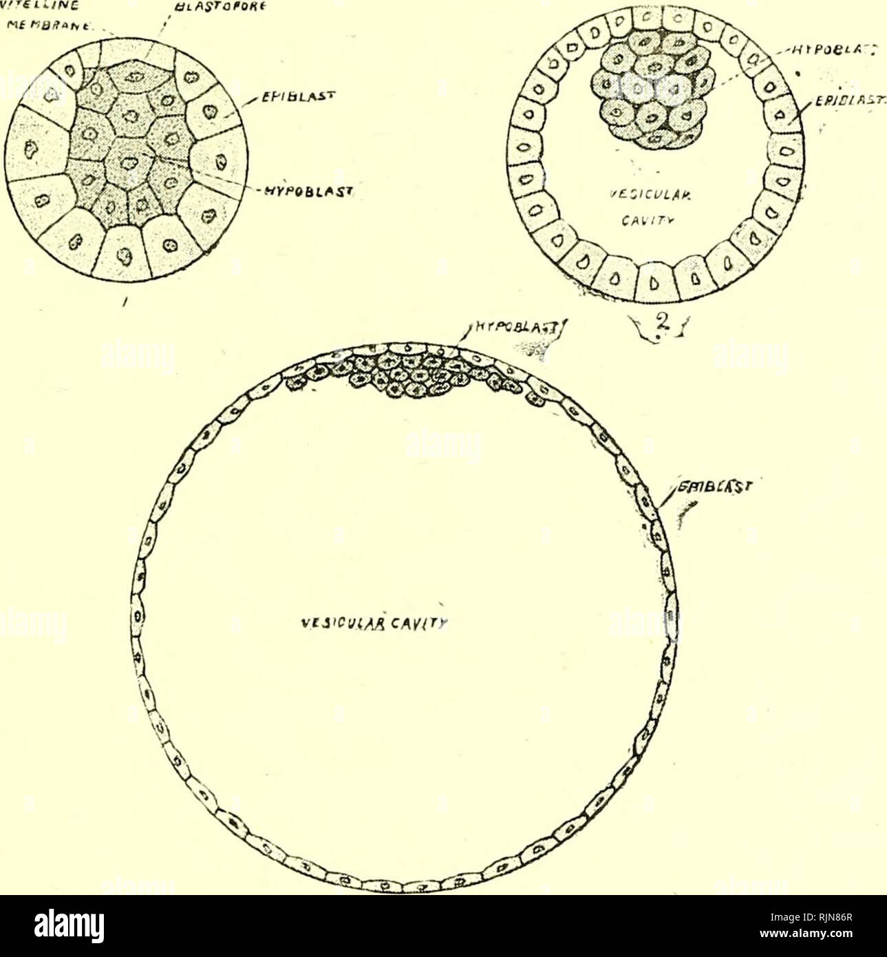Blastocyst cavity hi-res stock photography and images - Alamy