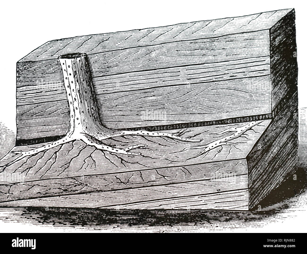 An Engraving Depicting A Fossil Tree Trunk In A Coal Seam With Its