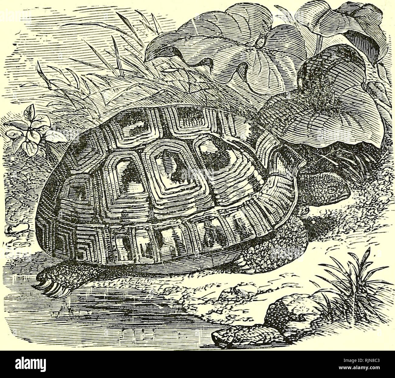 Leathery turtles hi-res stock photography and images - Alamy