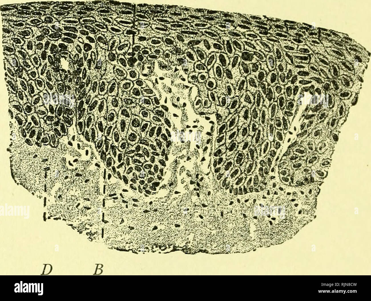 . Pathology and bacteriology [electronic resource]. Ophthalmology; Eye ...