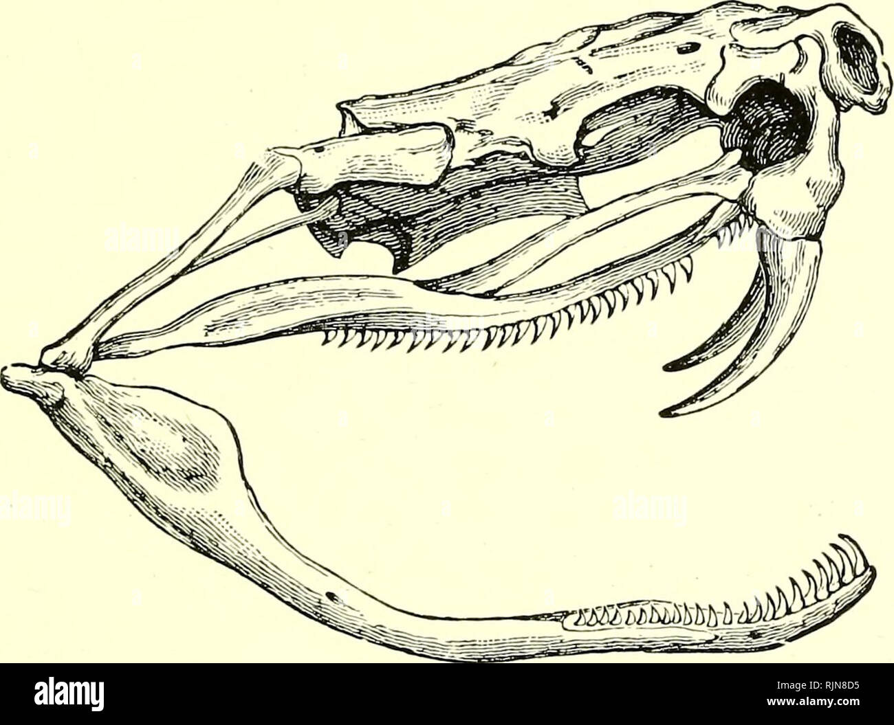 . Elementary text-book of zoology [electronic resource]. Zoology ...