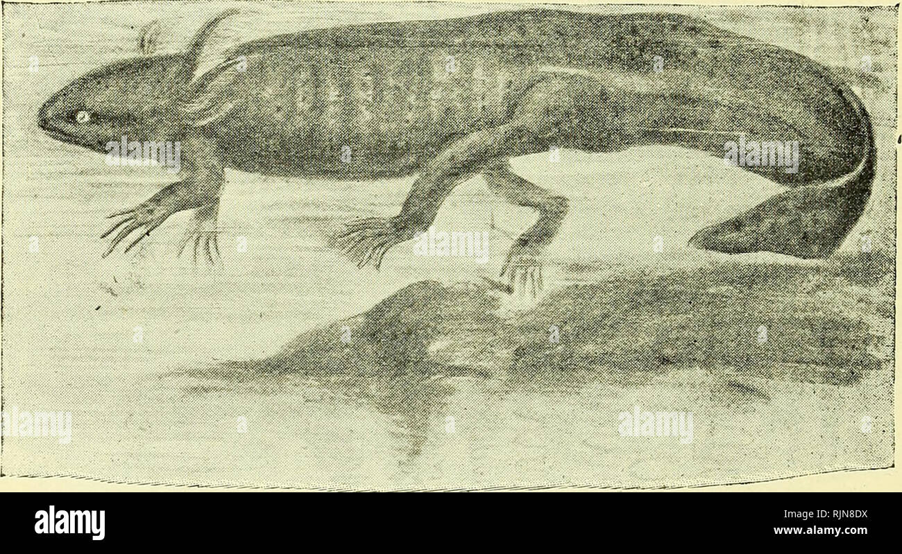 Gymnophiona High Resolution Stock Photography and Images - Alamy