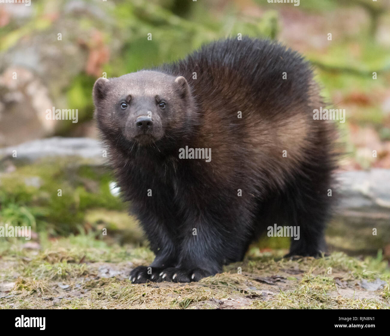 Wolverine in the forest Stock Photo - Alamy