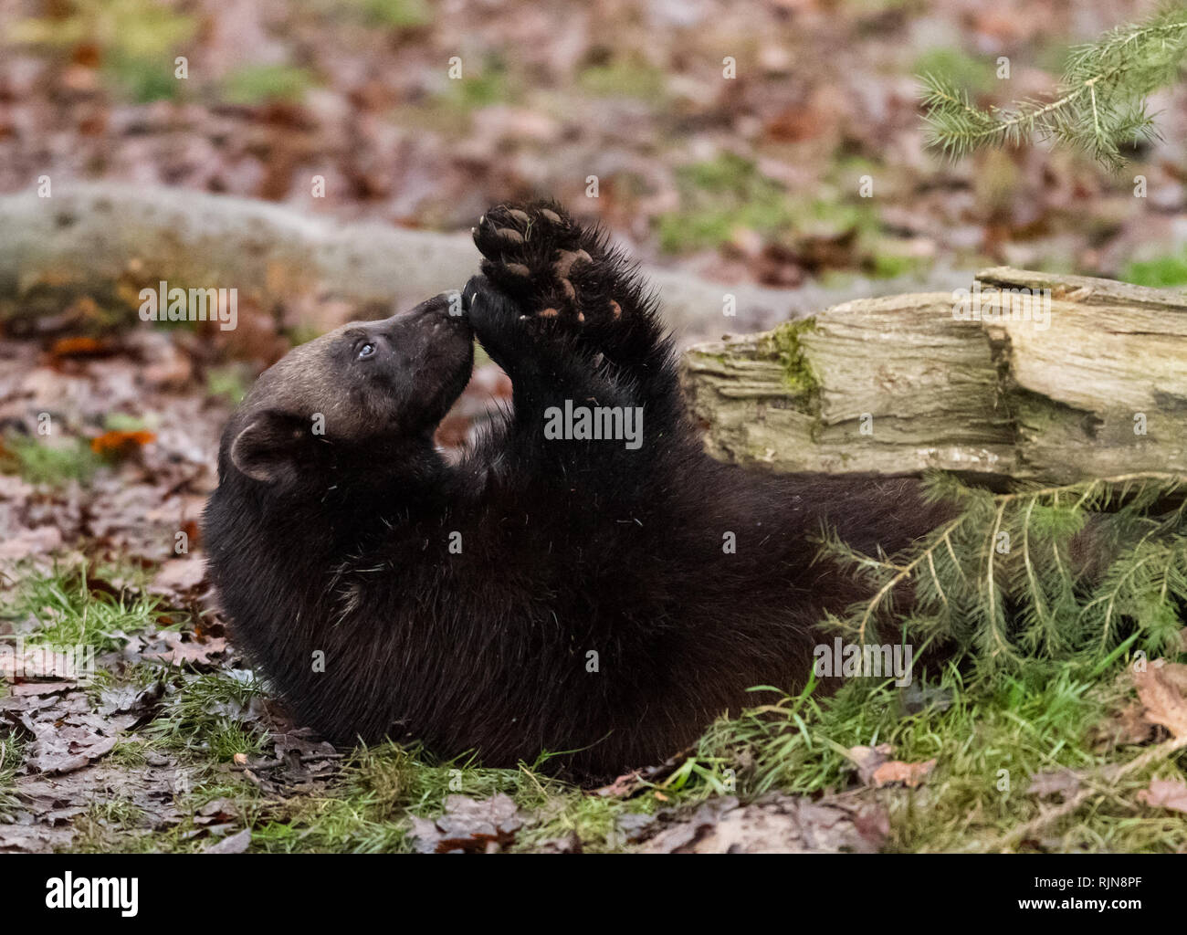 Wolverine in the forest Stock Photo - Alamy