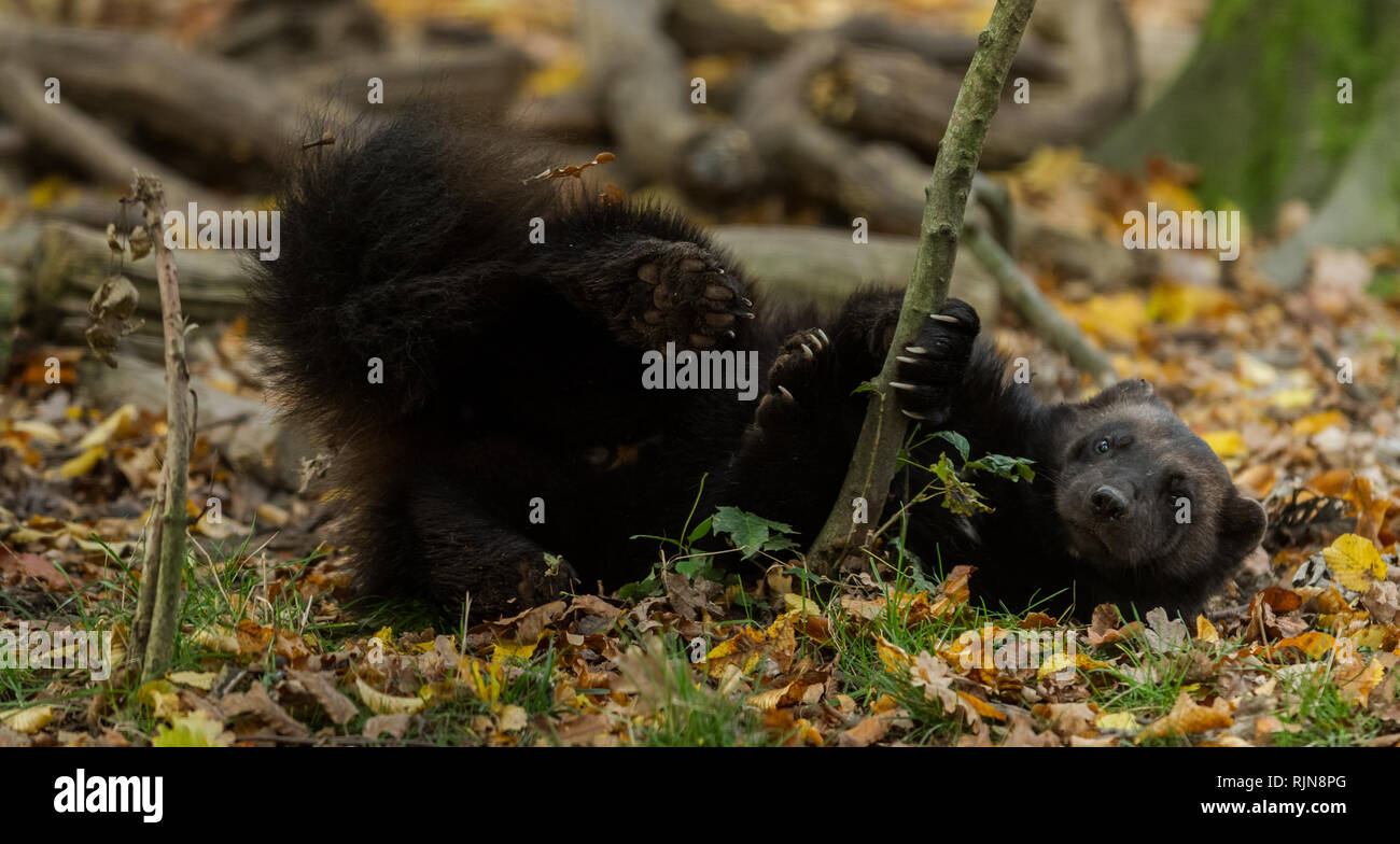 Wolverine in the forest Stock Photo - Alamy