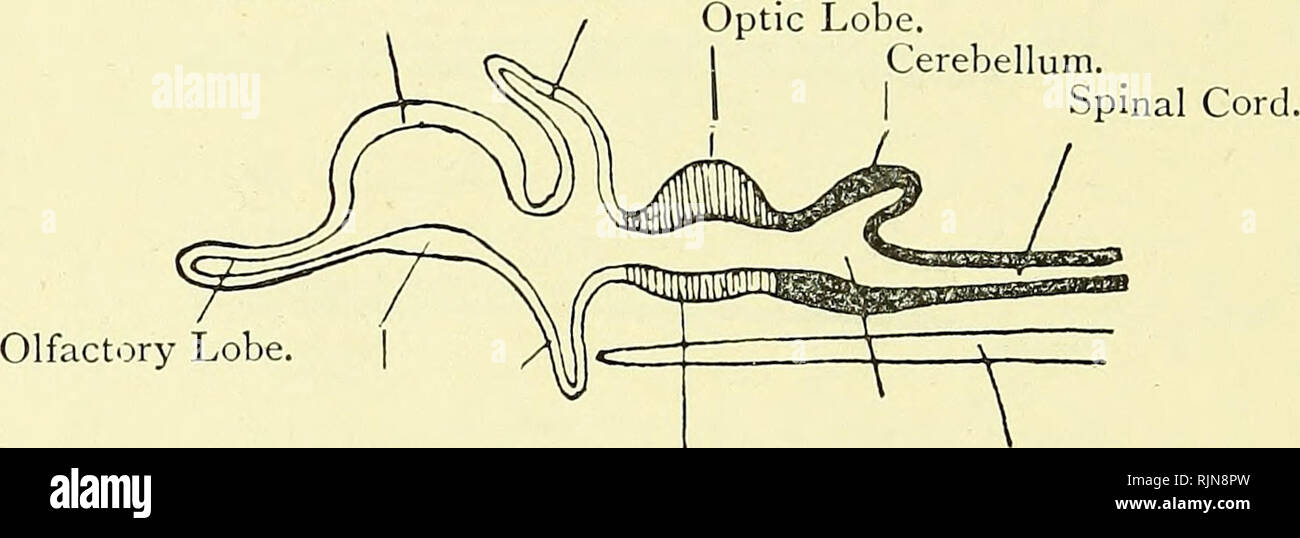 Thalamencephalon hi-res stock photography and images - Alamy
