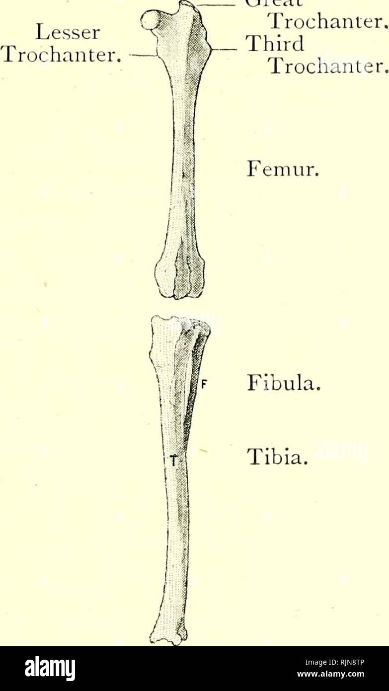 . Elementary text-book of zoology [electronic resource]. Zoology. LEPUS ...