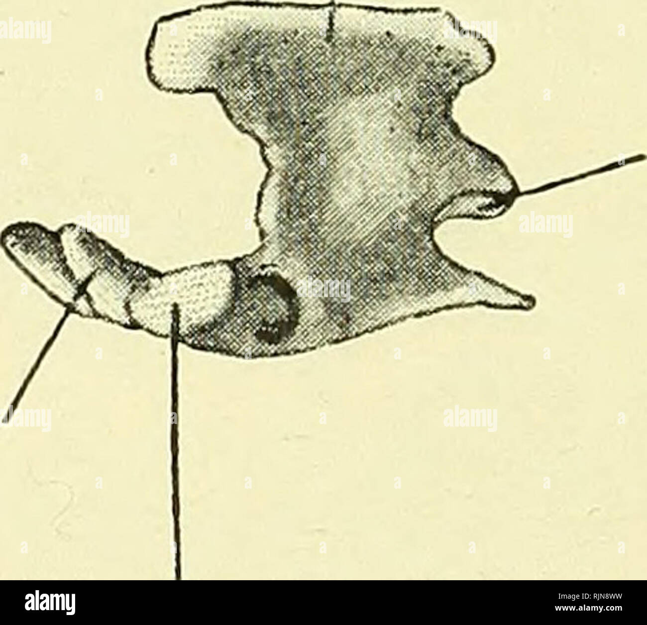 . Elementary text-book of zoology [electronic resource]. Zoology ...