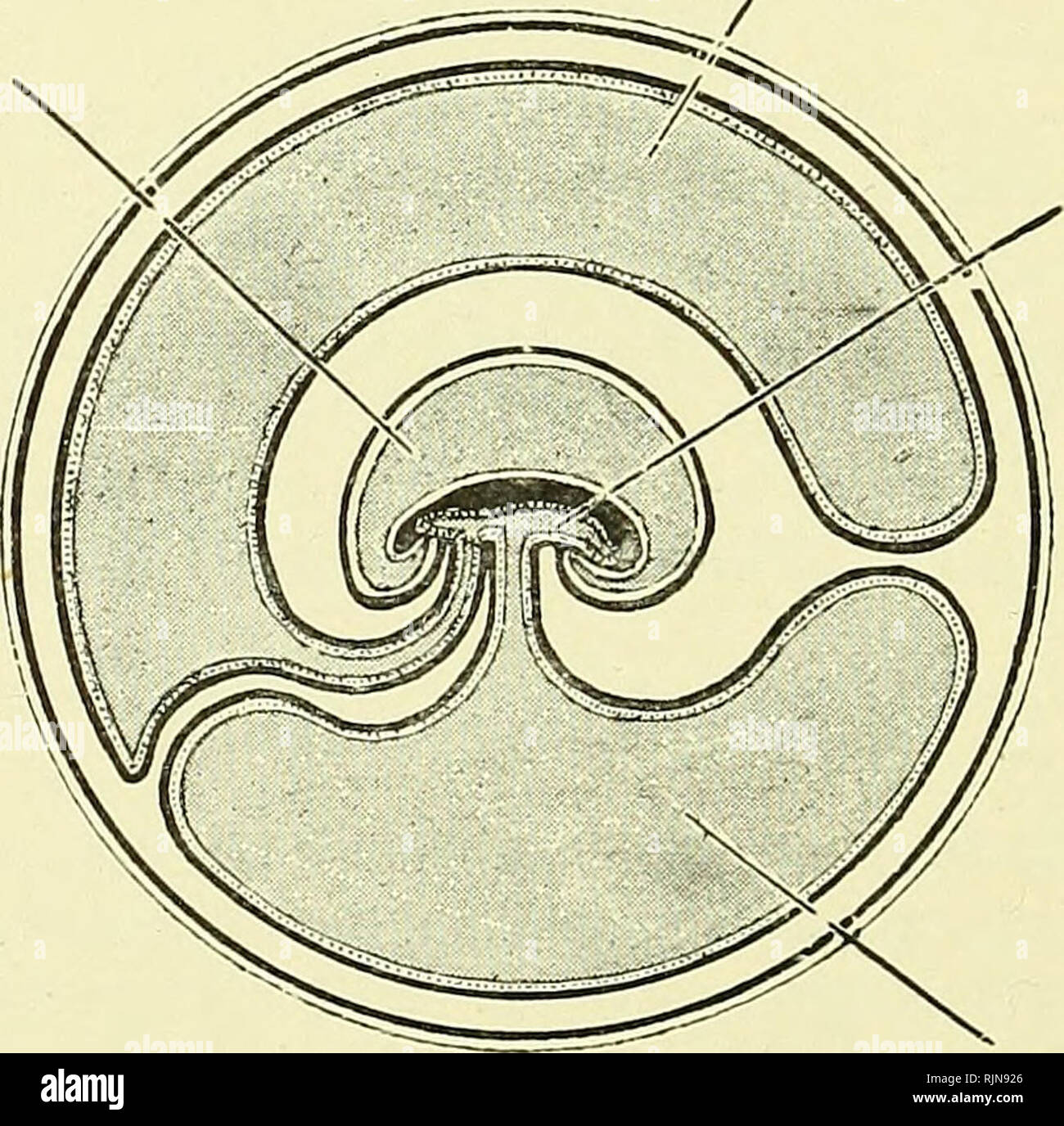. Elementary text-book of zoology [electronic resource]. Zoology. 374 ...