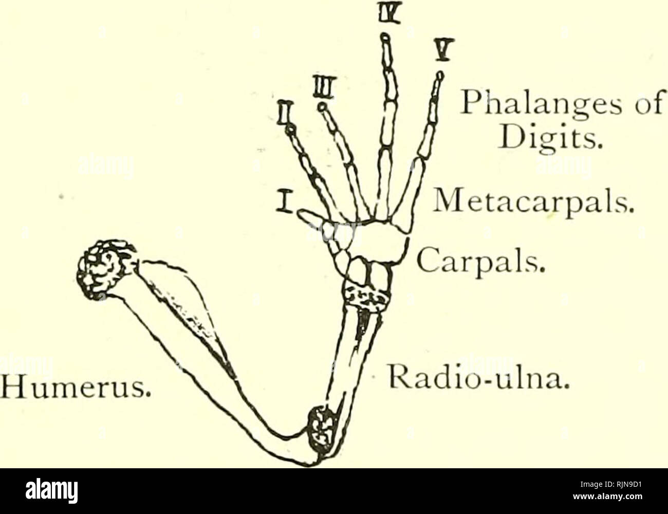 Xiphisternum hi-res stock photography and images - Alamy