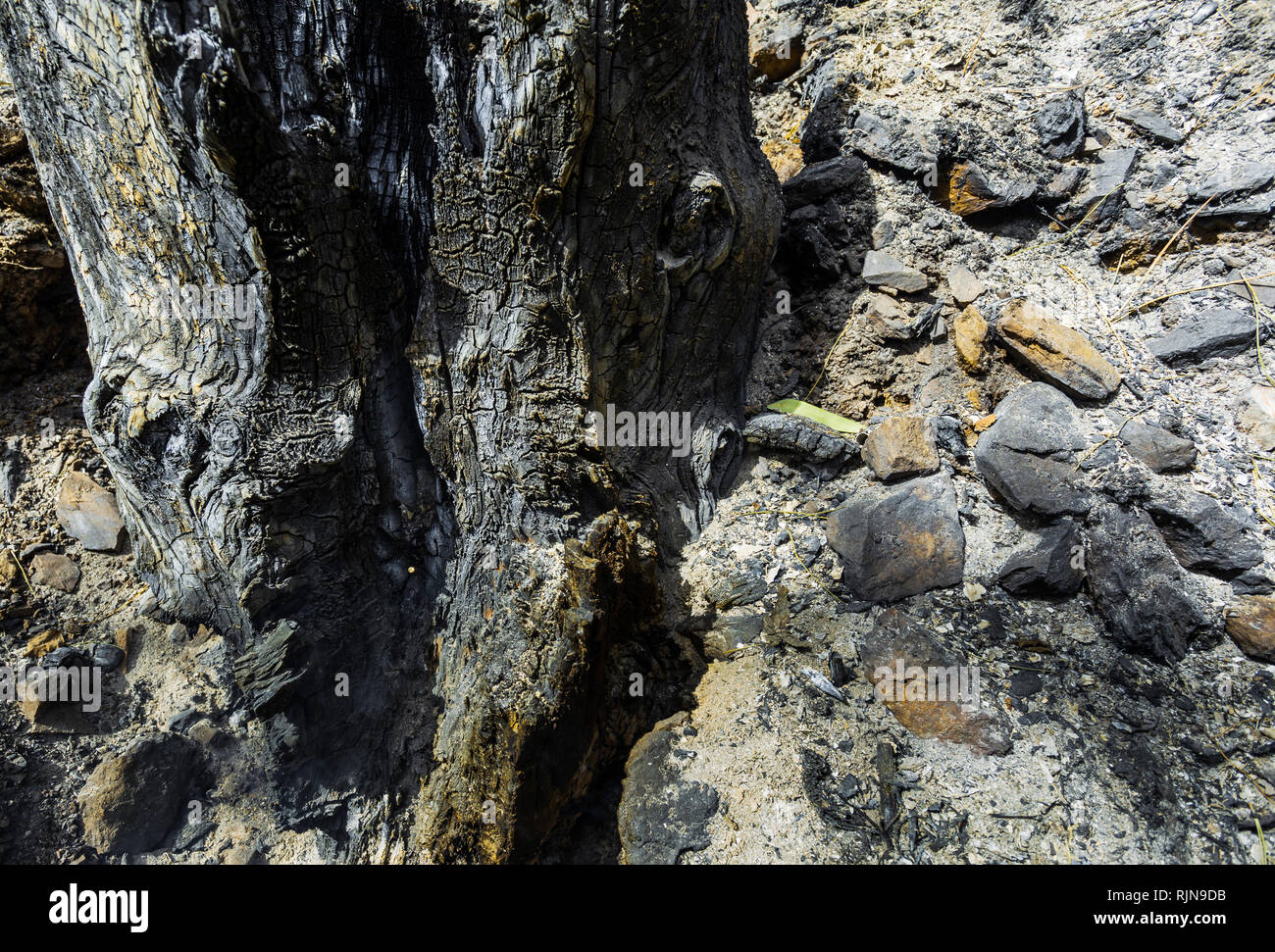 Tree trunk burned after the fire in the foreground, with ashes on the ...