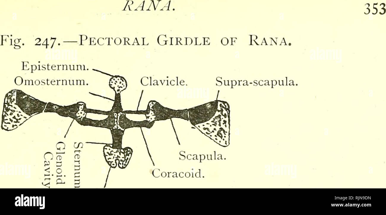 Xiphisternum hi-res stock photography and images - Alamy