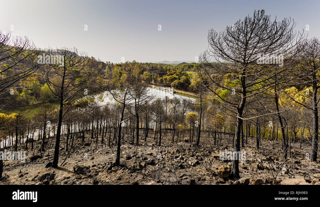 Pine forest burned by a fire with swamp full of water and blue sky in ...