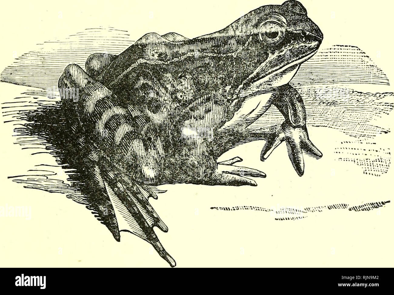 . Elementary text-book of zoology [electronic resource]. Zoology. RANA ...