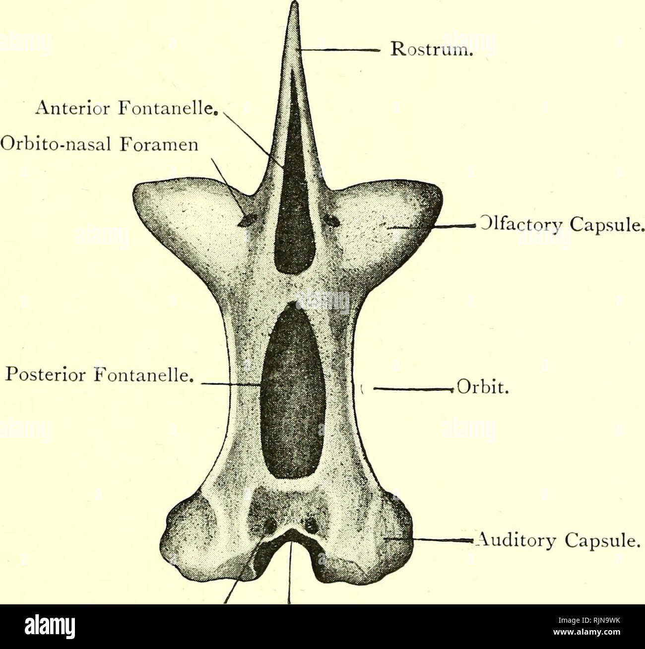 . Elementary text-book of zoology [electronic resource]. Zoology. RATA ...