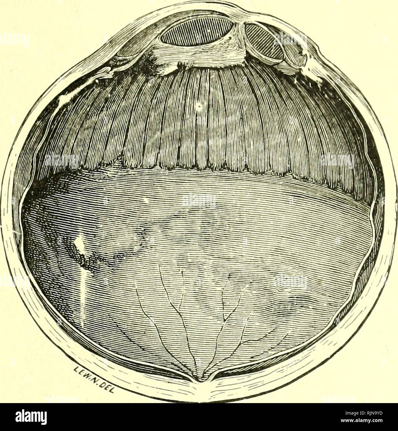 . Pathology and bacteriology [electronic resource]. Ophthalmology; Eye ...