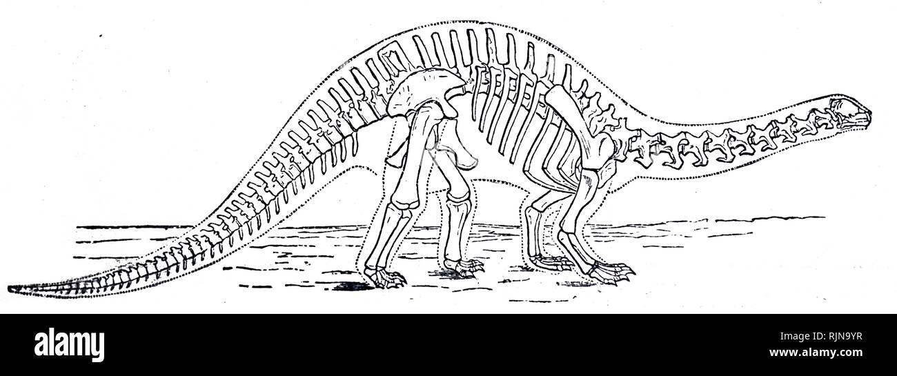 Brontosaurus Skeleton
