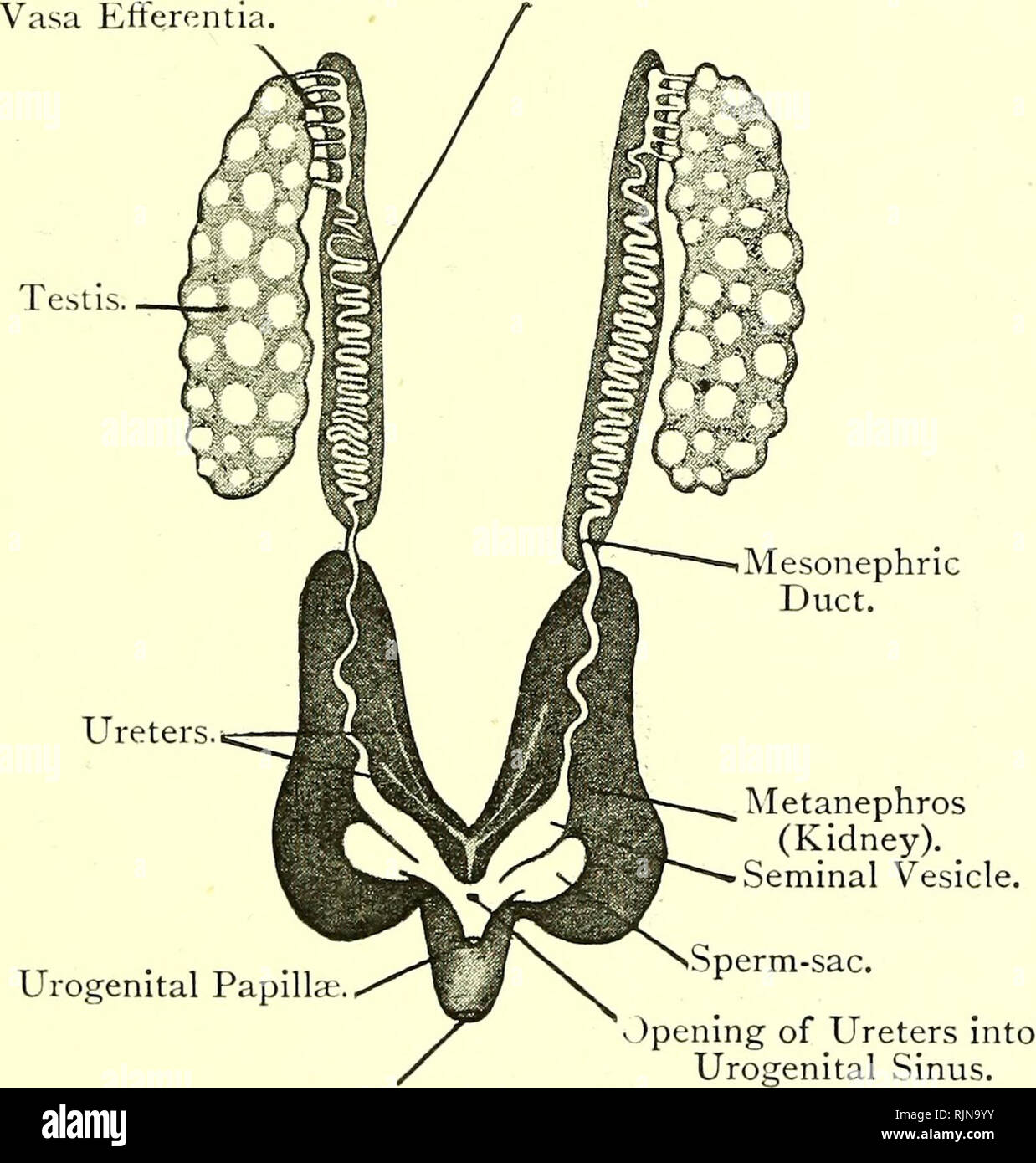 . Elementary text-book of zoology [electronic resource]. Zoology. RATA ...