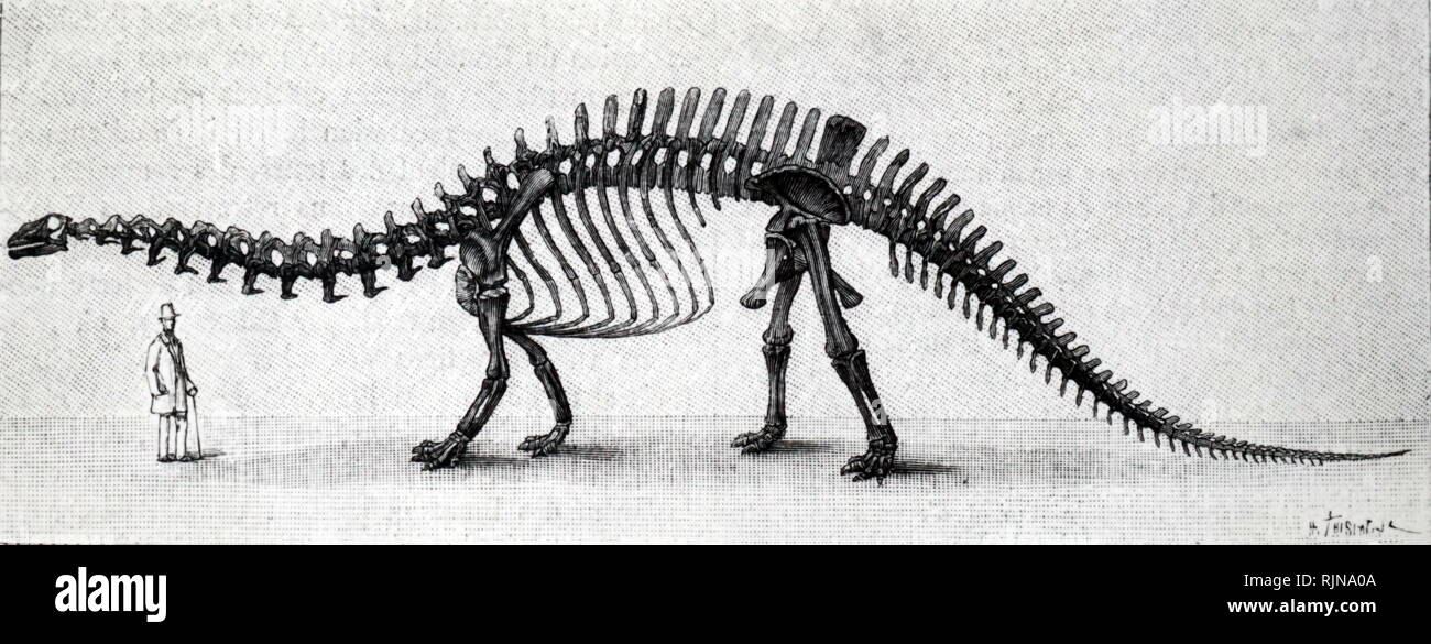 An engraving depicting the skeleton of a Brontosaurus. Dated 19th ...