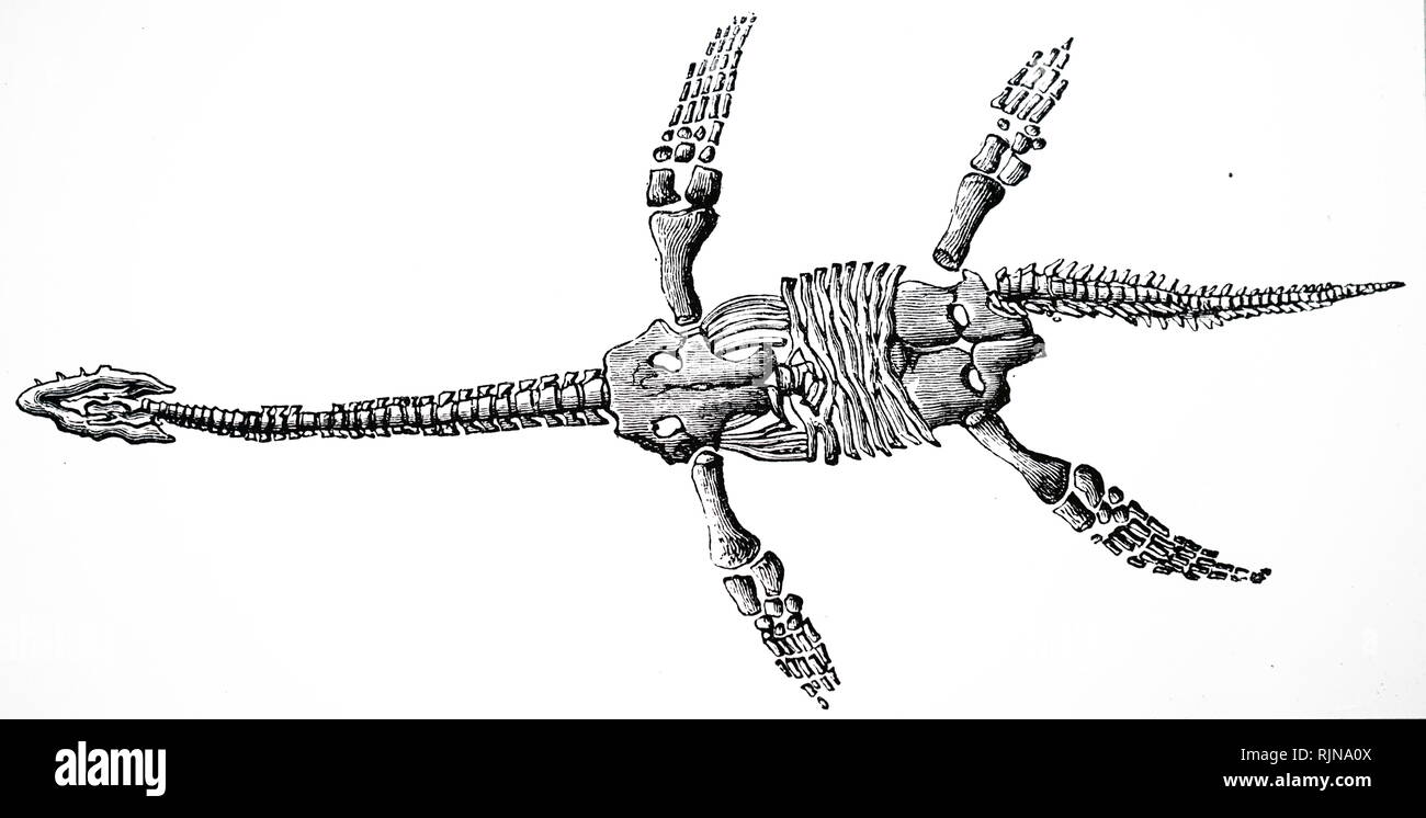 Plesiosaur Skeleton Drawing