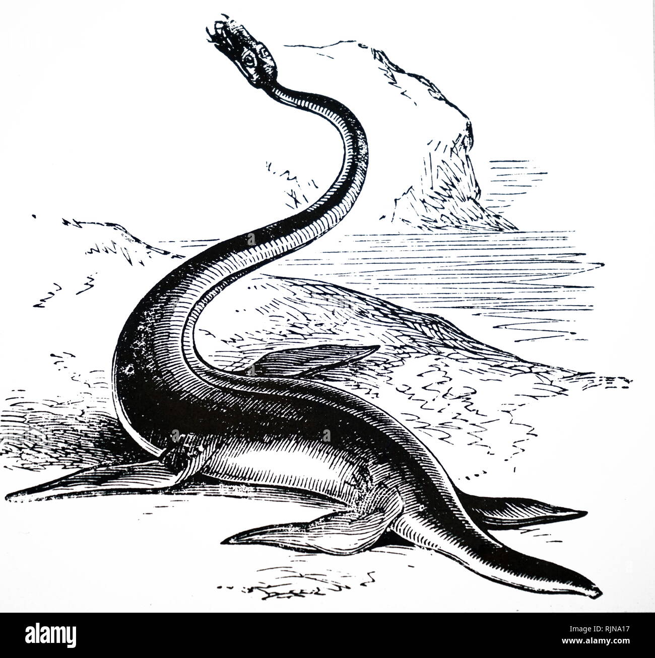 Plesiosaurus hi-res stock photography and images - Alamy