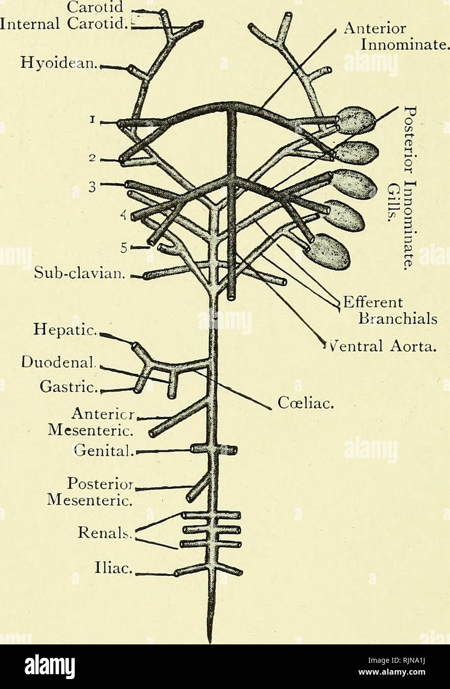 . Elementary text-book of zoology [electronic resource]. Zoology. 3i6 ...